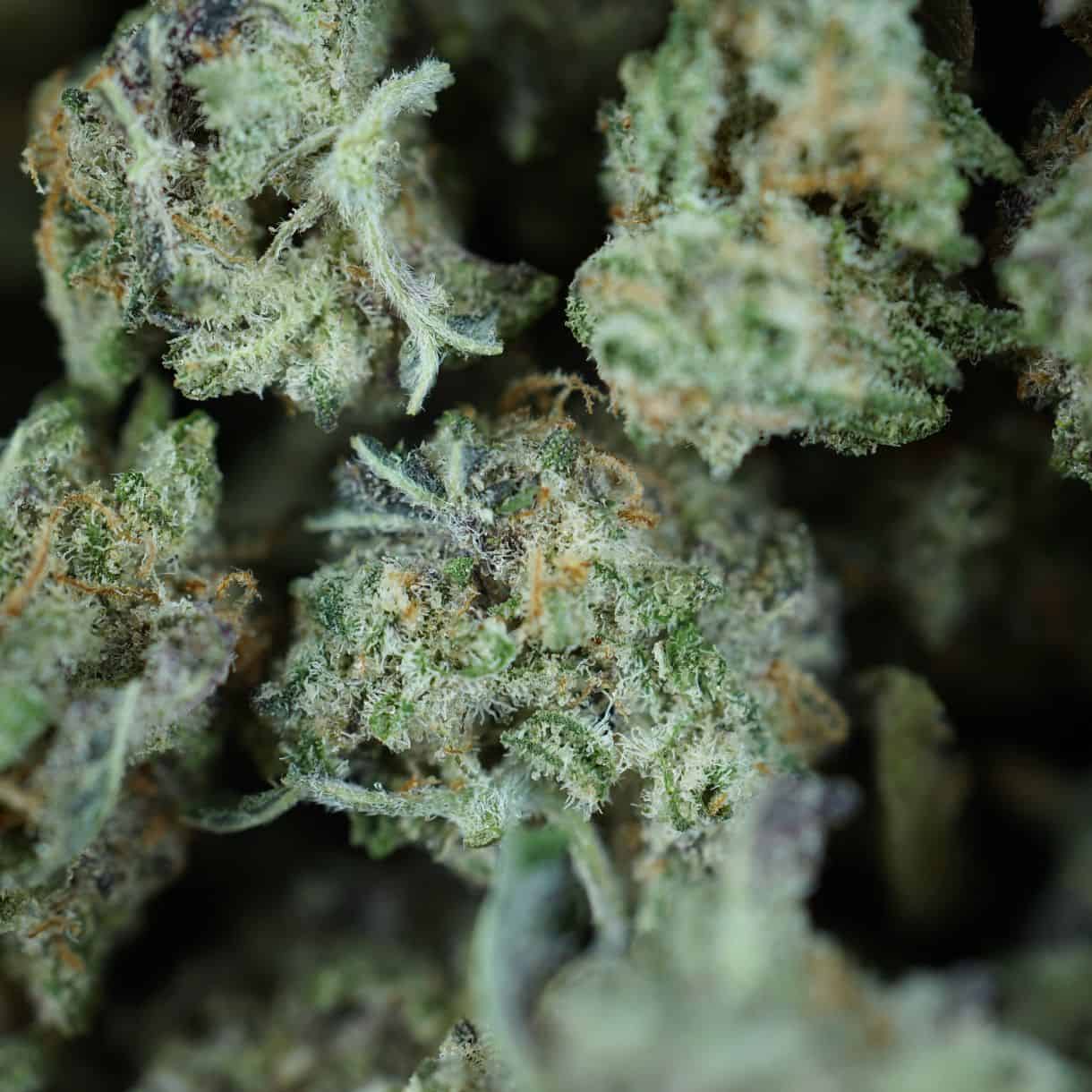 1/2p - MAC1 (MICROS) (BULK) - BALANCED HYBRID - (AAA) | King Tuts